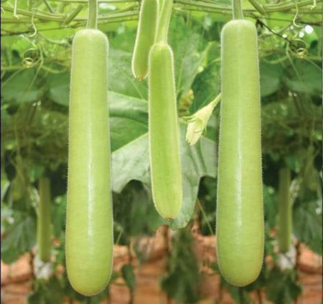 Edible Long Bottle Gourd Seeds /asian Indian Opo Squash/dudi/calabash ...