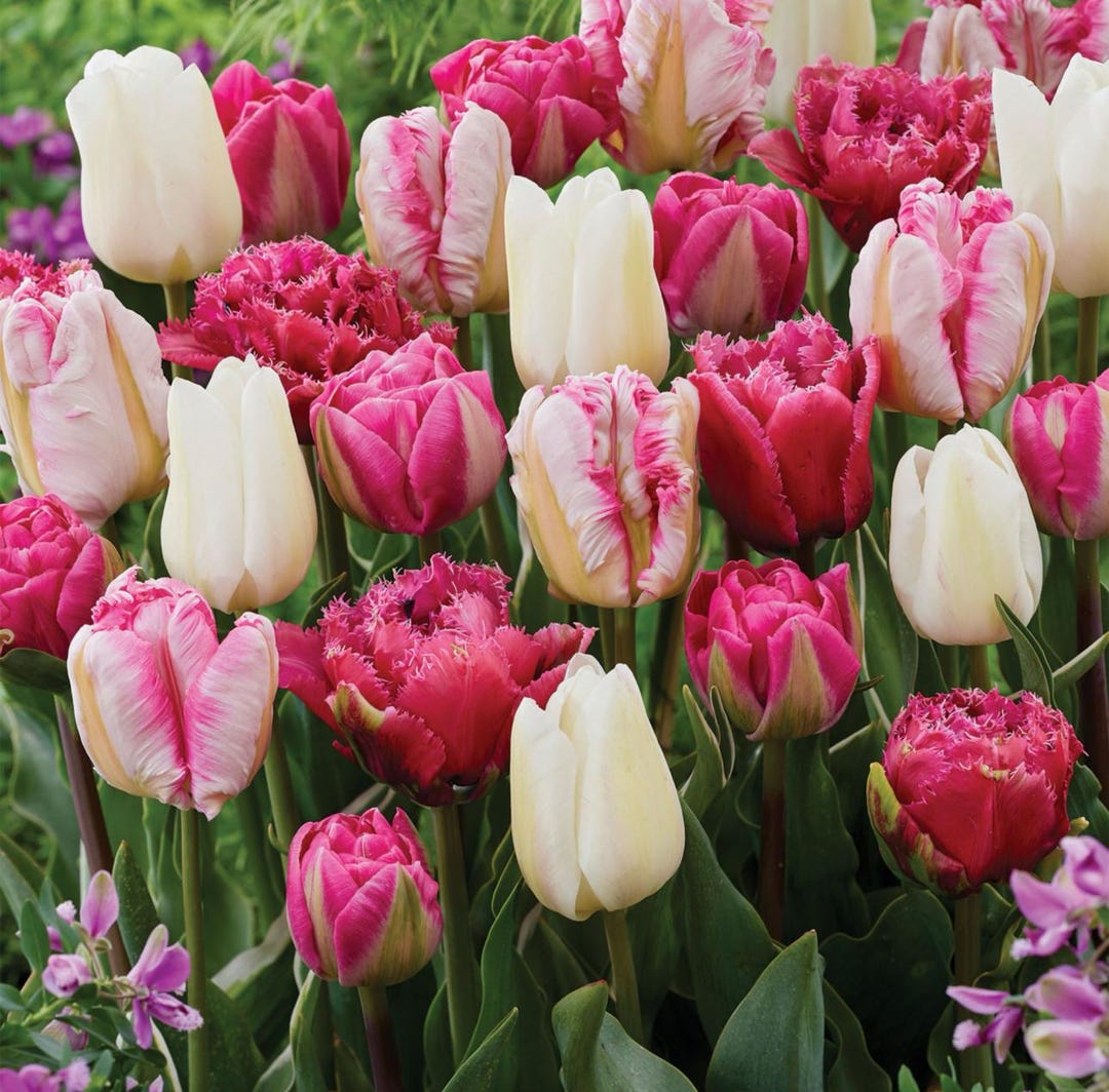 Exotic RARE Tulip Bulb, Color Me Purple, Flowering Lily, Parrot Blend ...