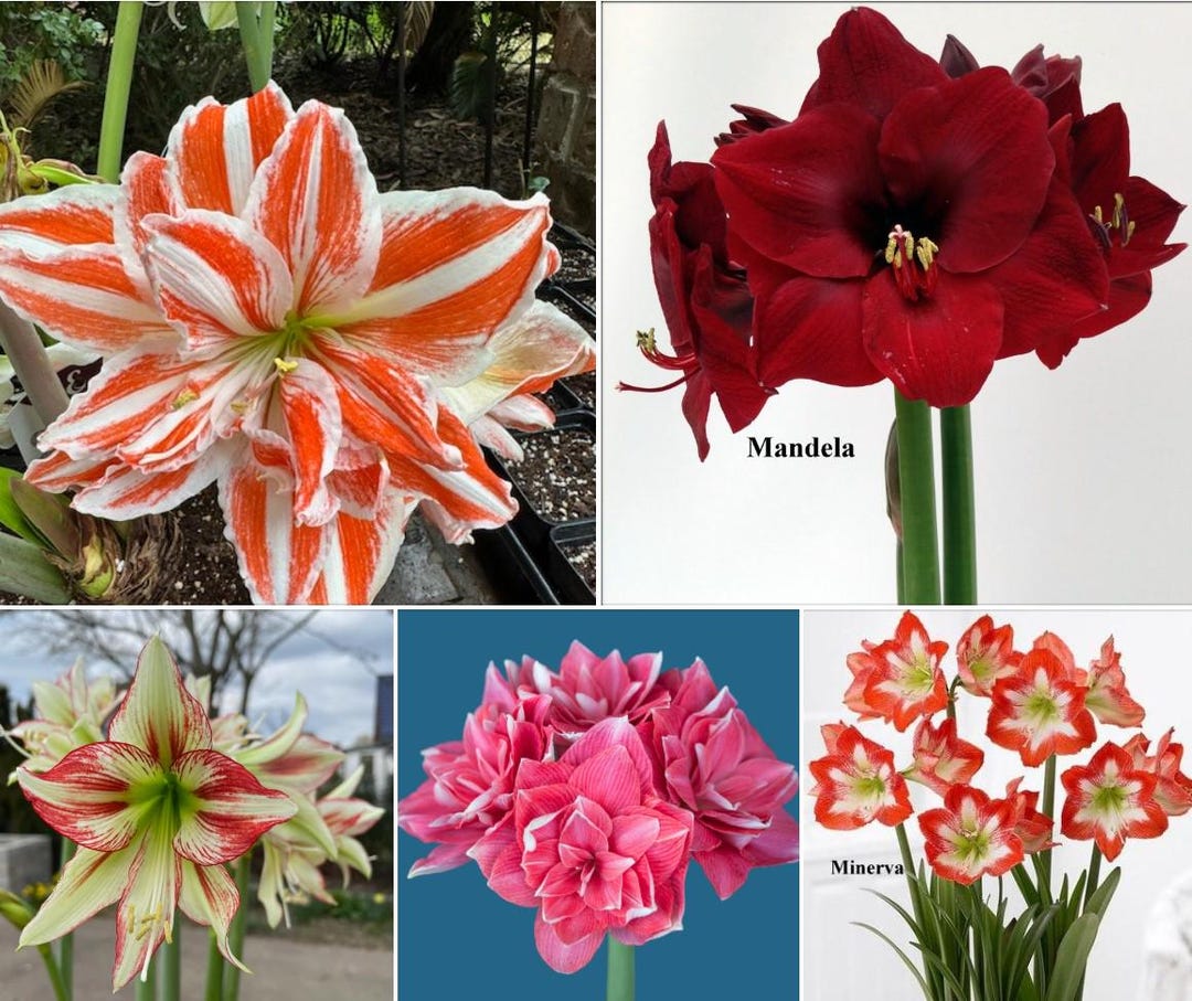 Amaryllis Bulb in Jute Bag, JUMBO SIZE, Mandela, Minerva, Dancing Queen ...