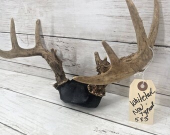 Non Typical Deer - Etsy