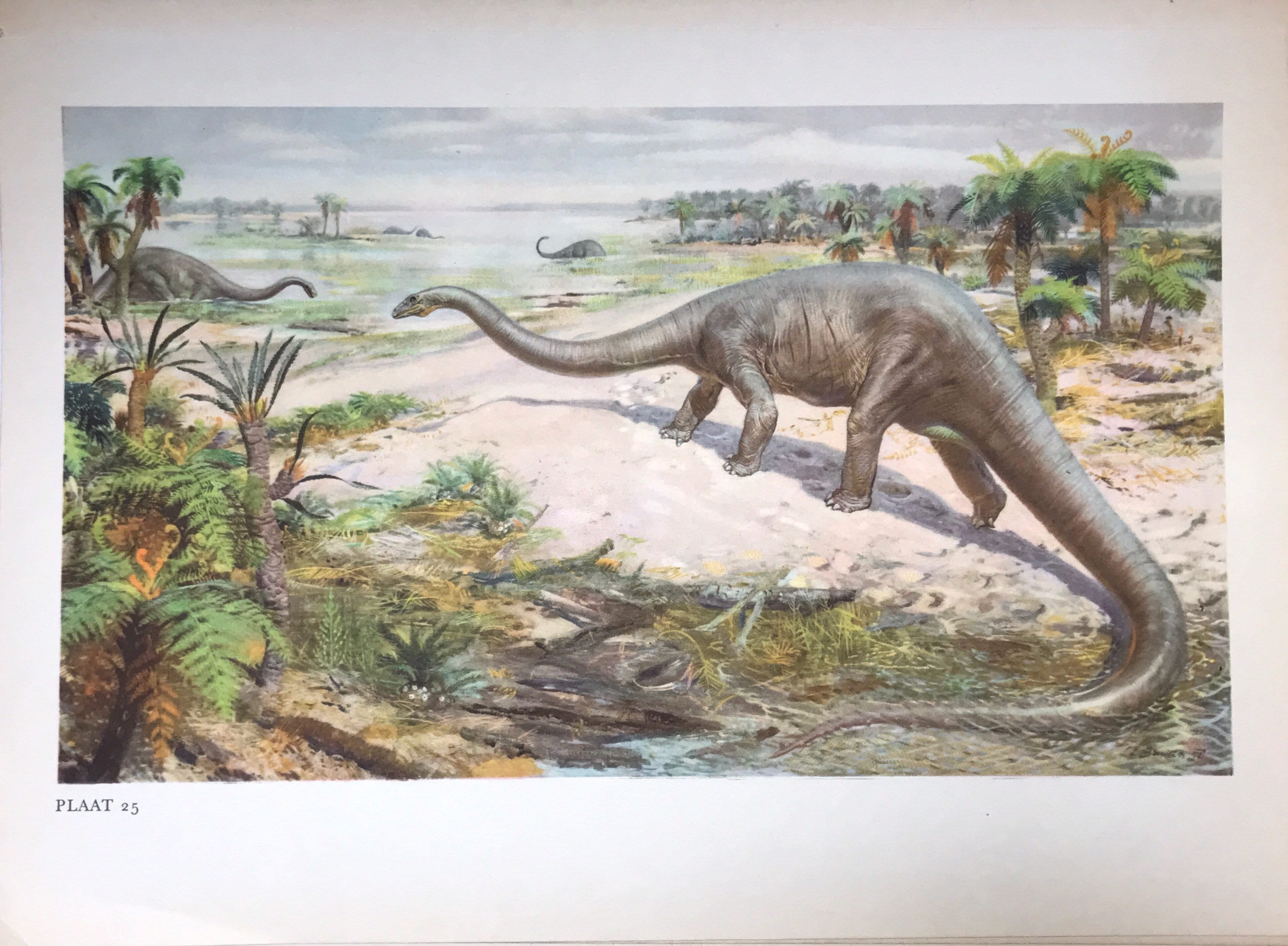 The Diplodocus Original Vintage 1964 Print Book Illustration - Etsy