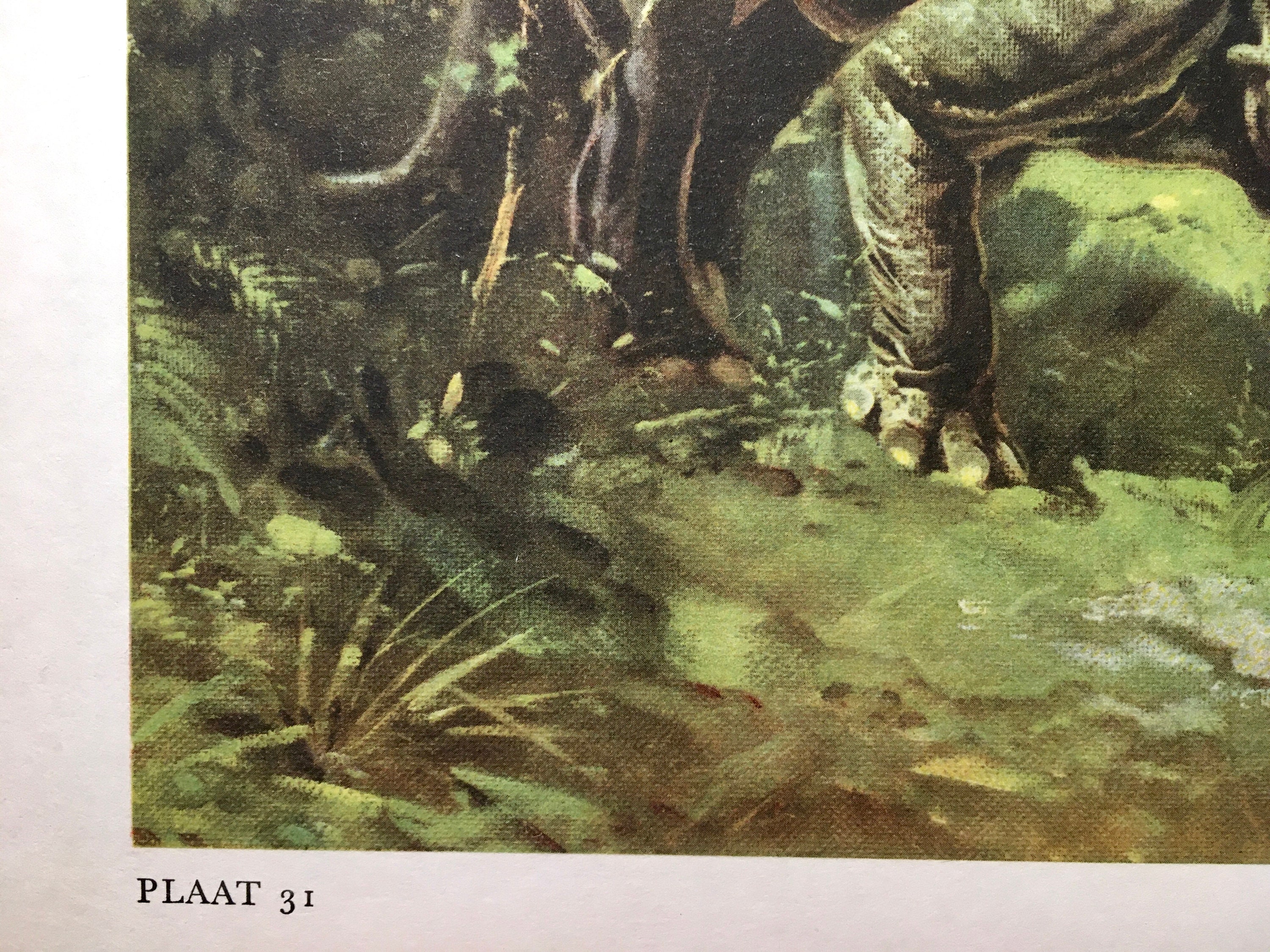 Original Vintage 1964 Print. Book Illustration N31 by Zdenek Burian ...