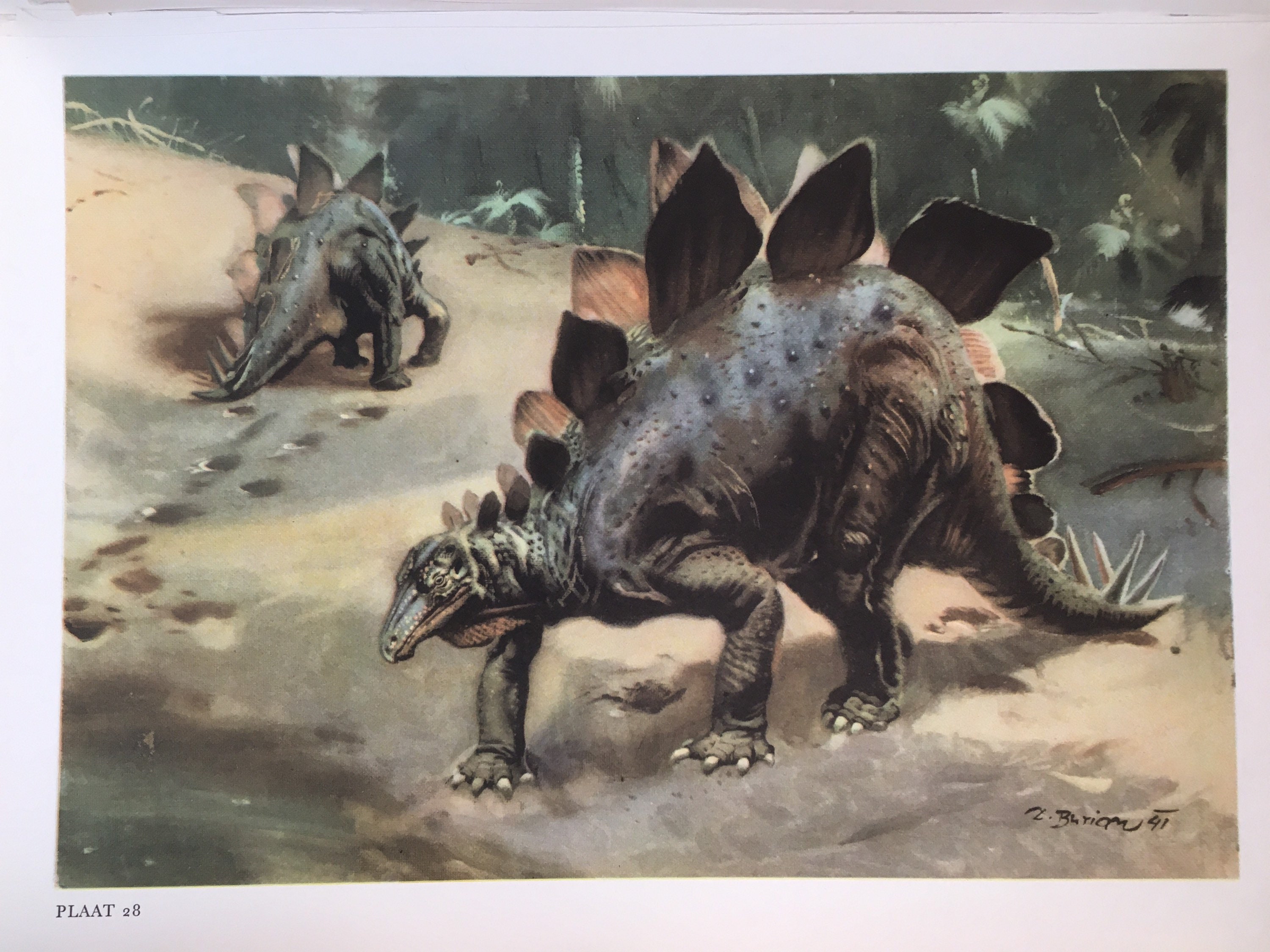 Original Vintage 1964 Print. Book Illustration by Zdenek - Etsy