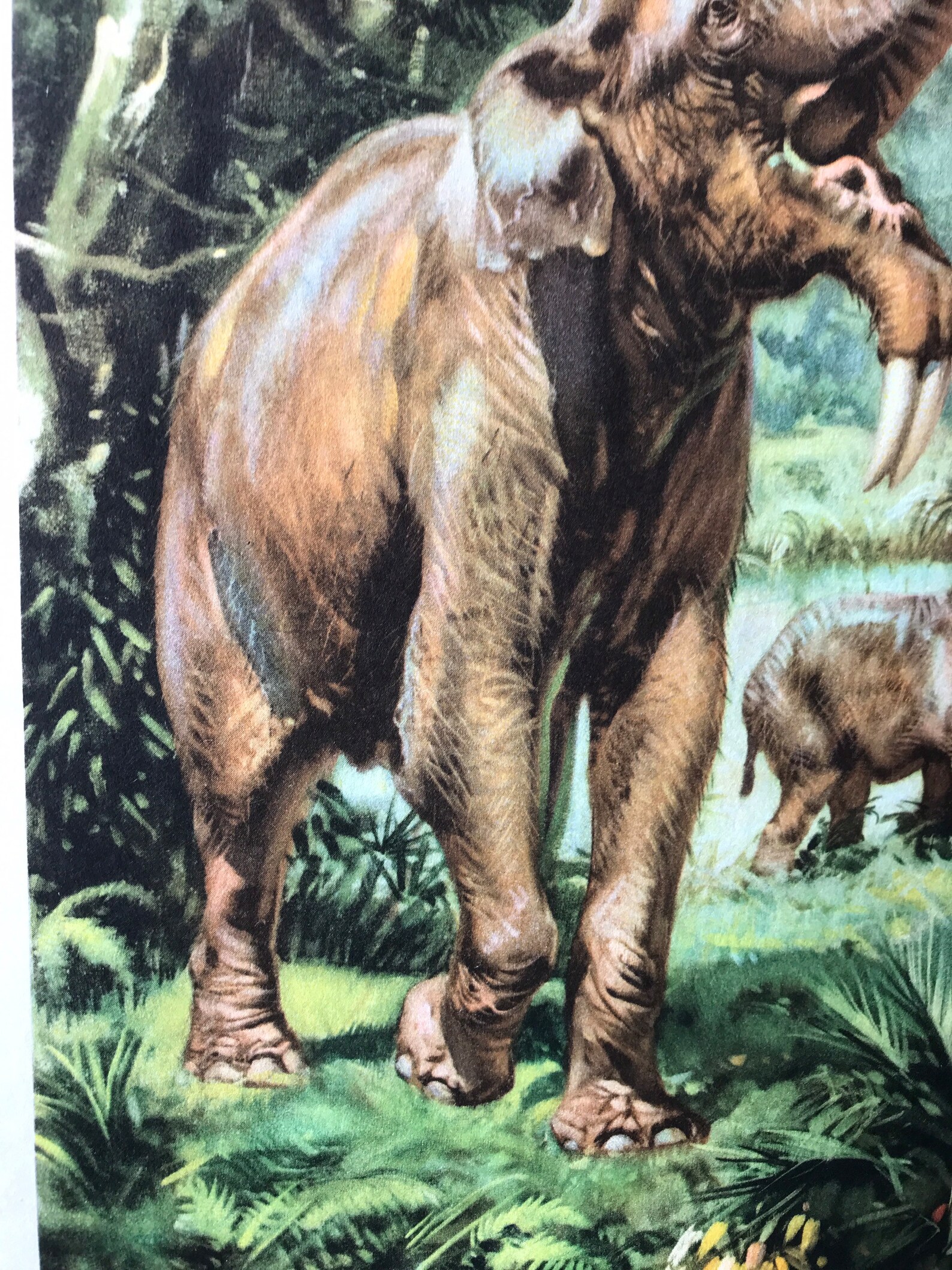 The Deinotherium Original Vintage 1964 Print Book Illustration By