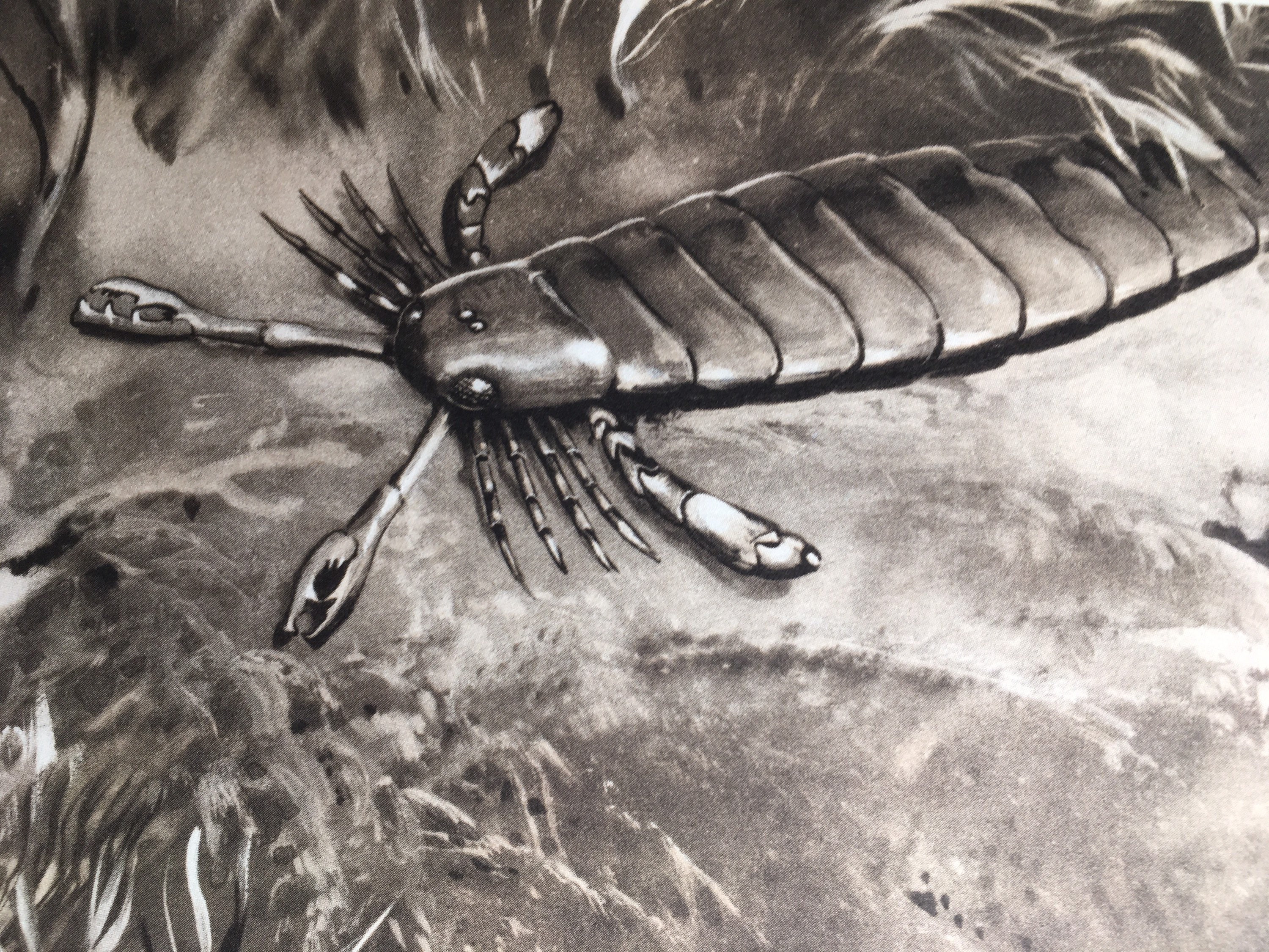 Original Vintage 1964 Print Book Illustration by Zdenek Burian ...