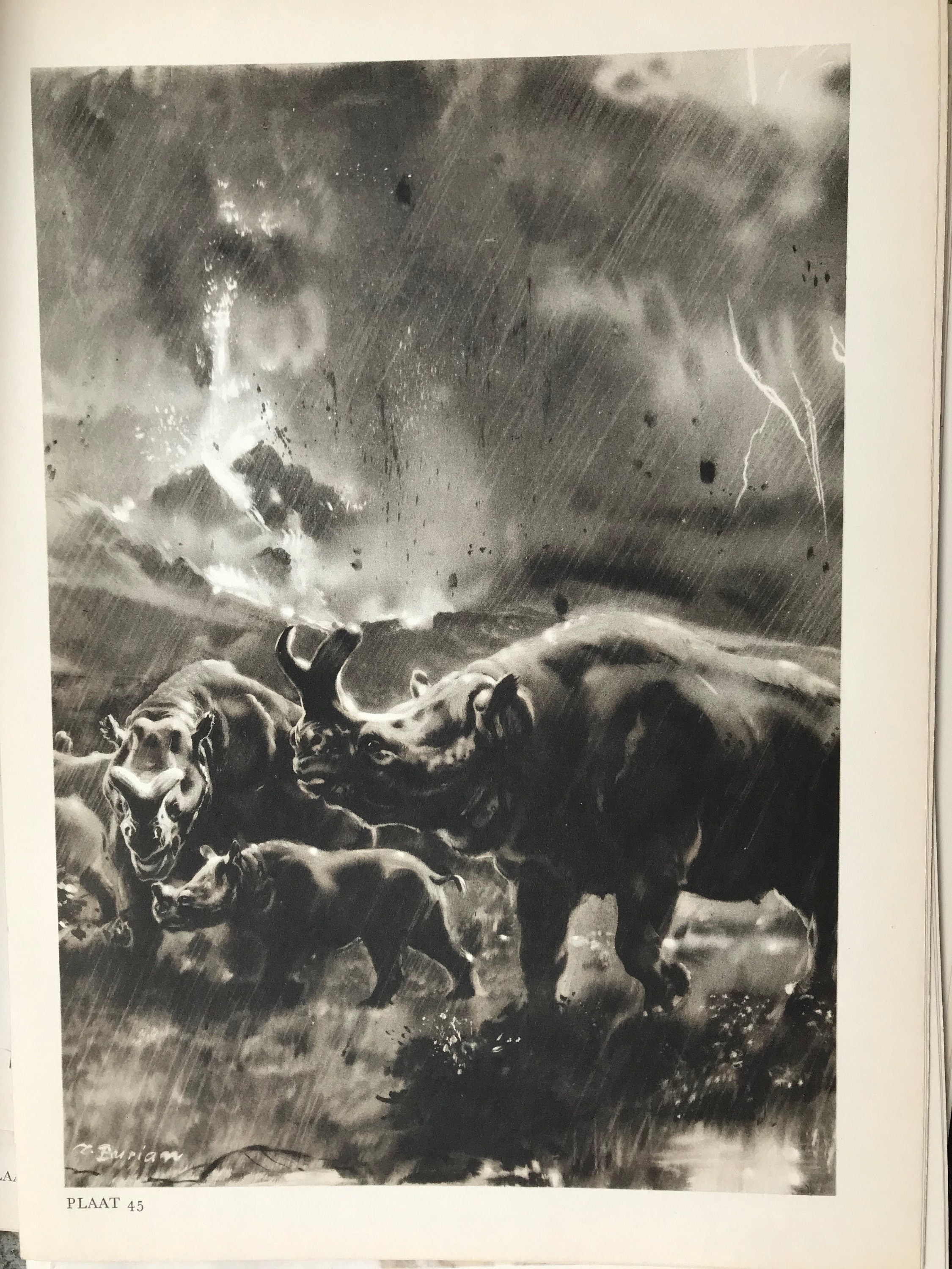 Brontotherium - Original Vintage 1964 Print. Book Illustration by ...