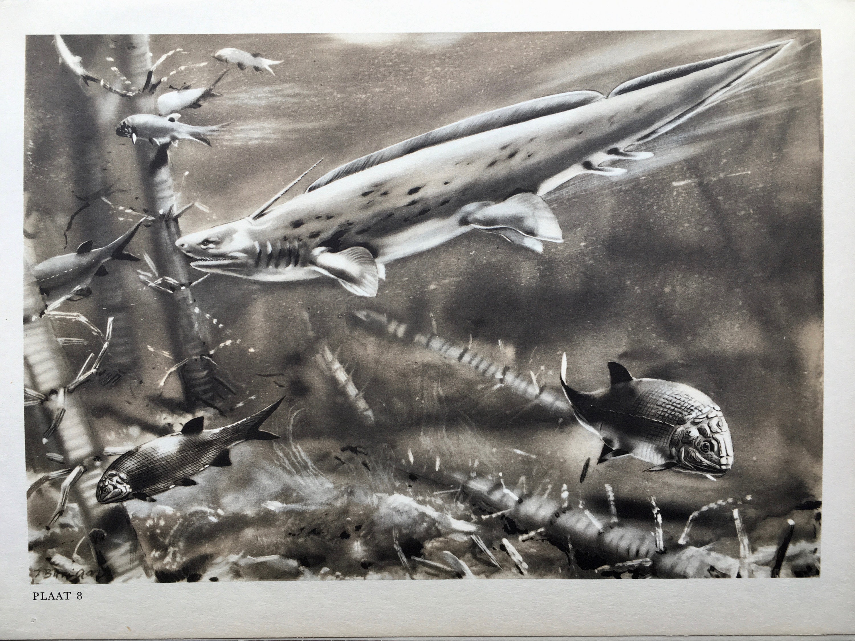 Pleuracanthus and Amblypterus Original Vintage 1964 Book - Etsy