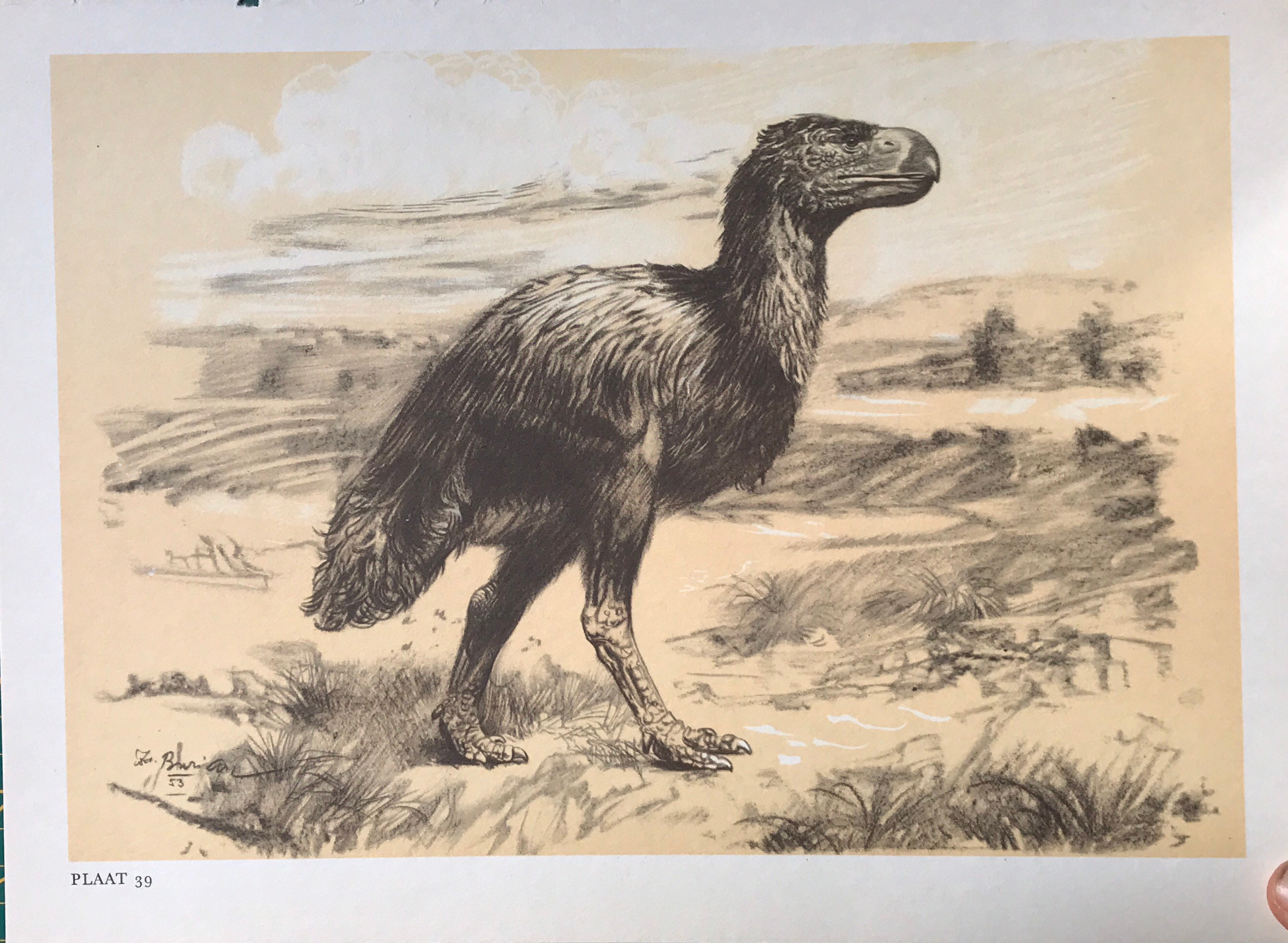 Diatryma Bird Original Vintage 1964 Print. Book Illustration 36 by ...