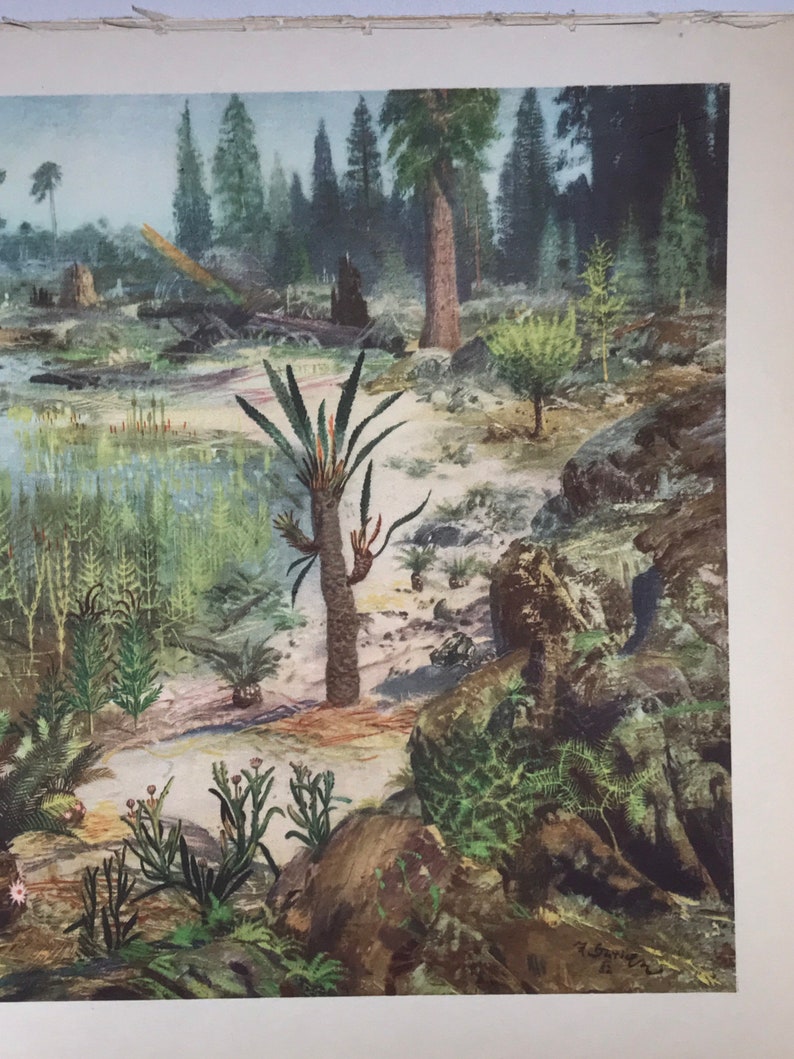 Mezozoic Landscape N14 Original Vintage 1964 Print. Book Illustration ...
