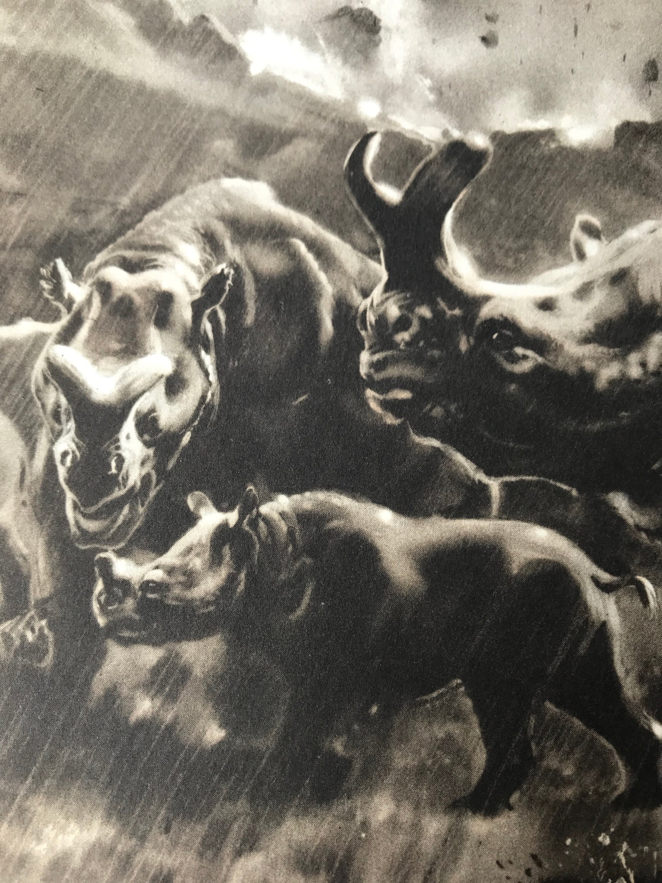 Brontotherium - Original Vintage 1964 Print. Book Illustration by ...