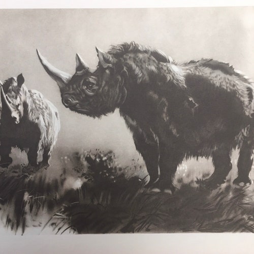Vintage Triceratops Illustration Triceratops Skull Art Print - Etsy