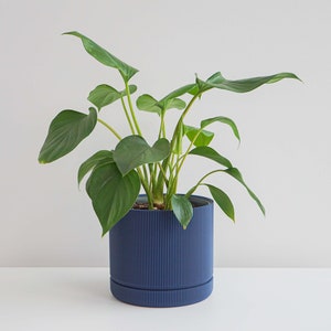Blue Plant Pot Blue Planter Indoor Planter Indoor Plant | Etsy