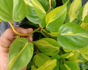 Pothos Brazil - Etsy