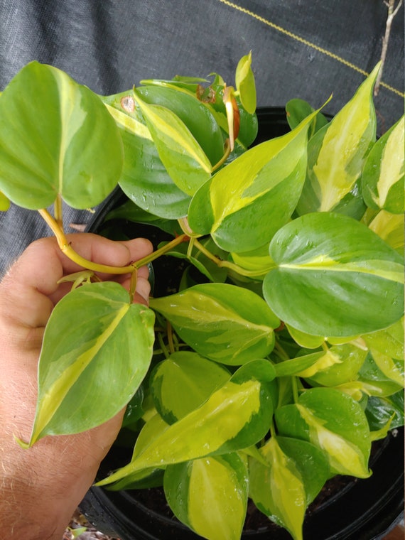 Brazil Pothos Cutting - Etsy