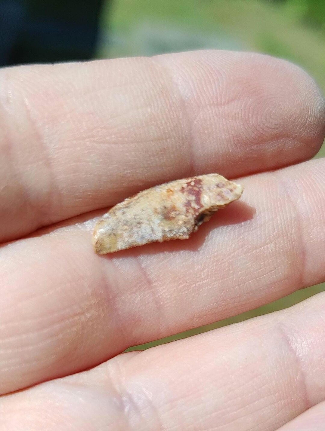 Raptor Teeth Tooth Dinosaur FOSSIL TREX ERA Real 156 - Etsy