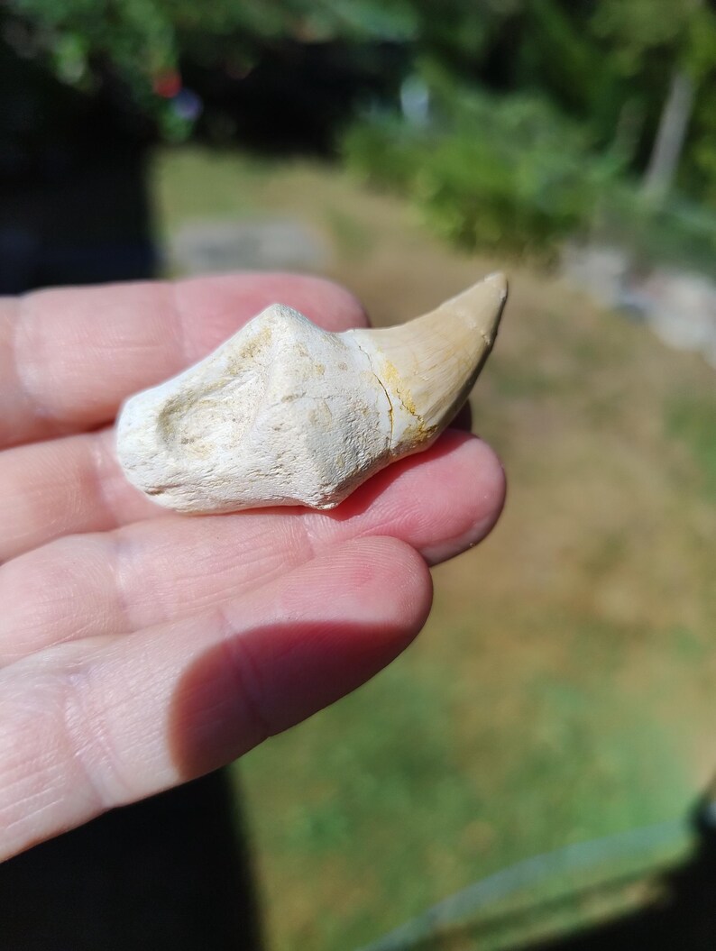 Mosasaur on Matrix Real Teeth Tooth With Root Fossil Dinosaur Jaw A - Etsy