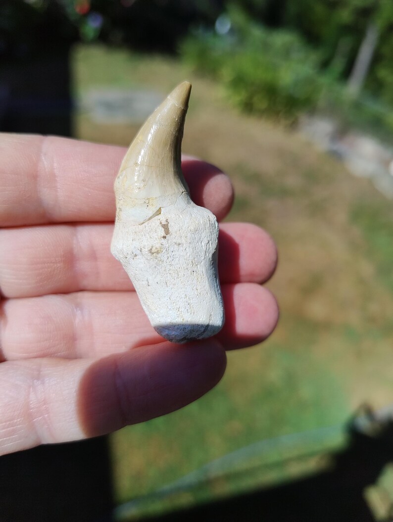 Mosasaur on Matrix Real Teeth Tooth With Root Fossil Dinosaur Jaw A - Etsy