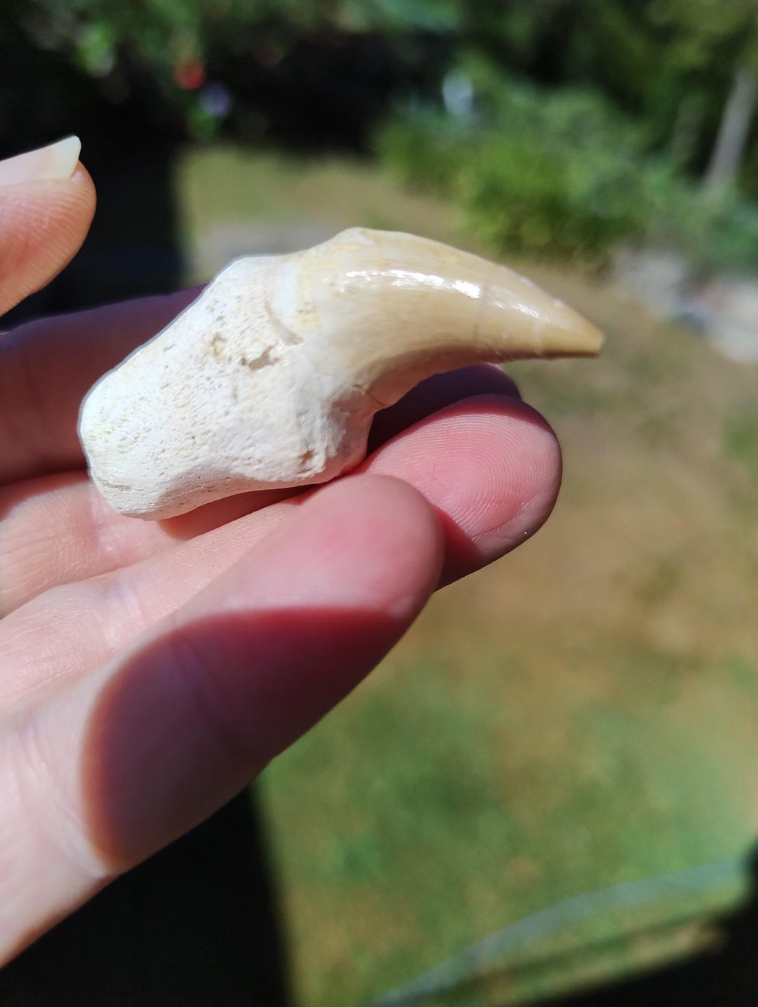 Mosasaur on Matrix Real Teeth Tooth With Root Fossil Dinosaur Jaw A - Etsy