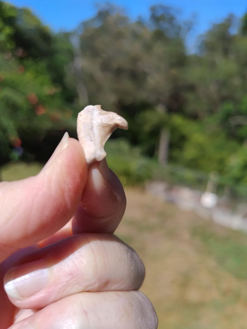 Extinct Otodus Obliquus Shark Teeth, Tooth Fossil Pathological Tip - Etsy