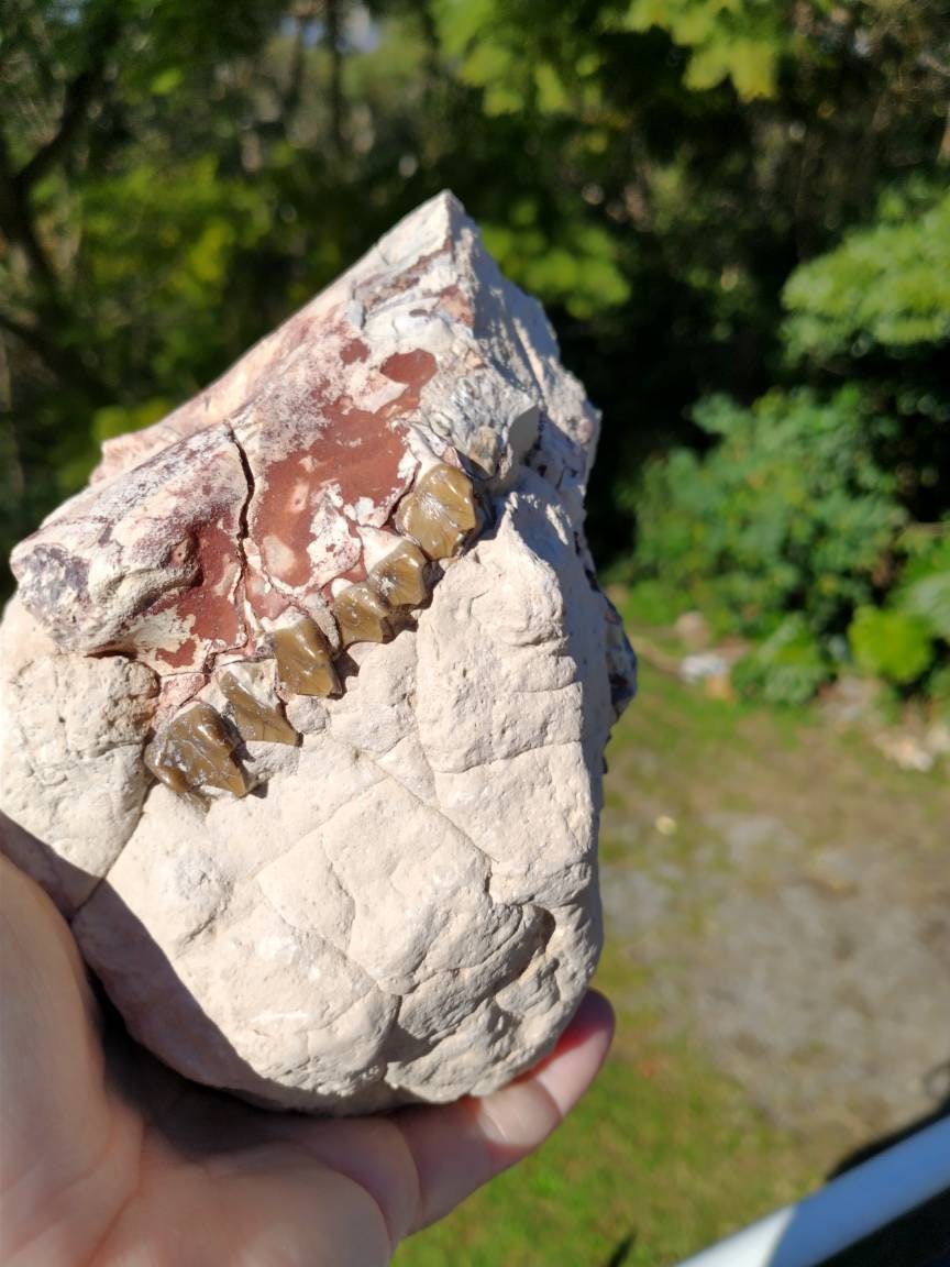 Oreodont Partial skull Teeth tooth After dinosaurs USA | Etsy