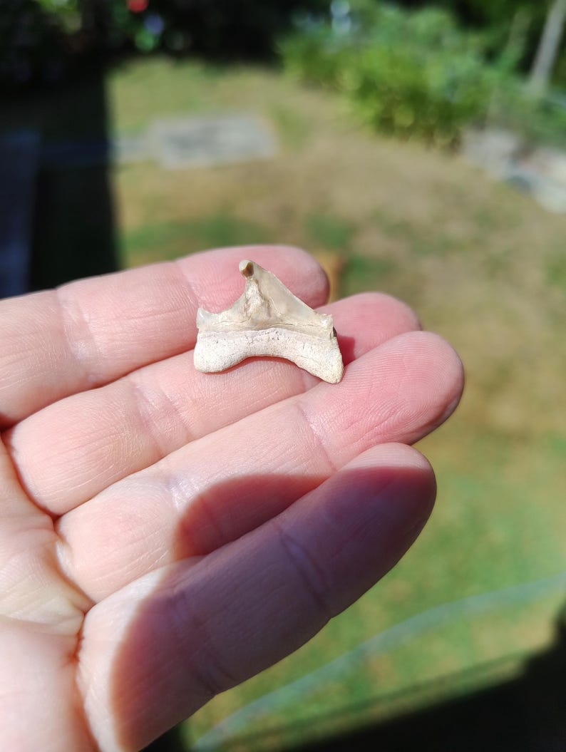 Extinct Otodus Obliquus Shark Teeth, Tooth Fossil Pathological Tip - Etsy