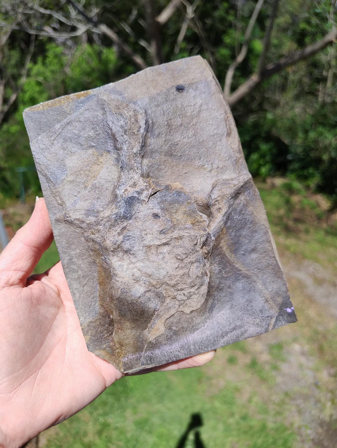 Grallator Footprint Track Dinosaur Fossil Rock Positive Trace Fossil - Etsy