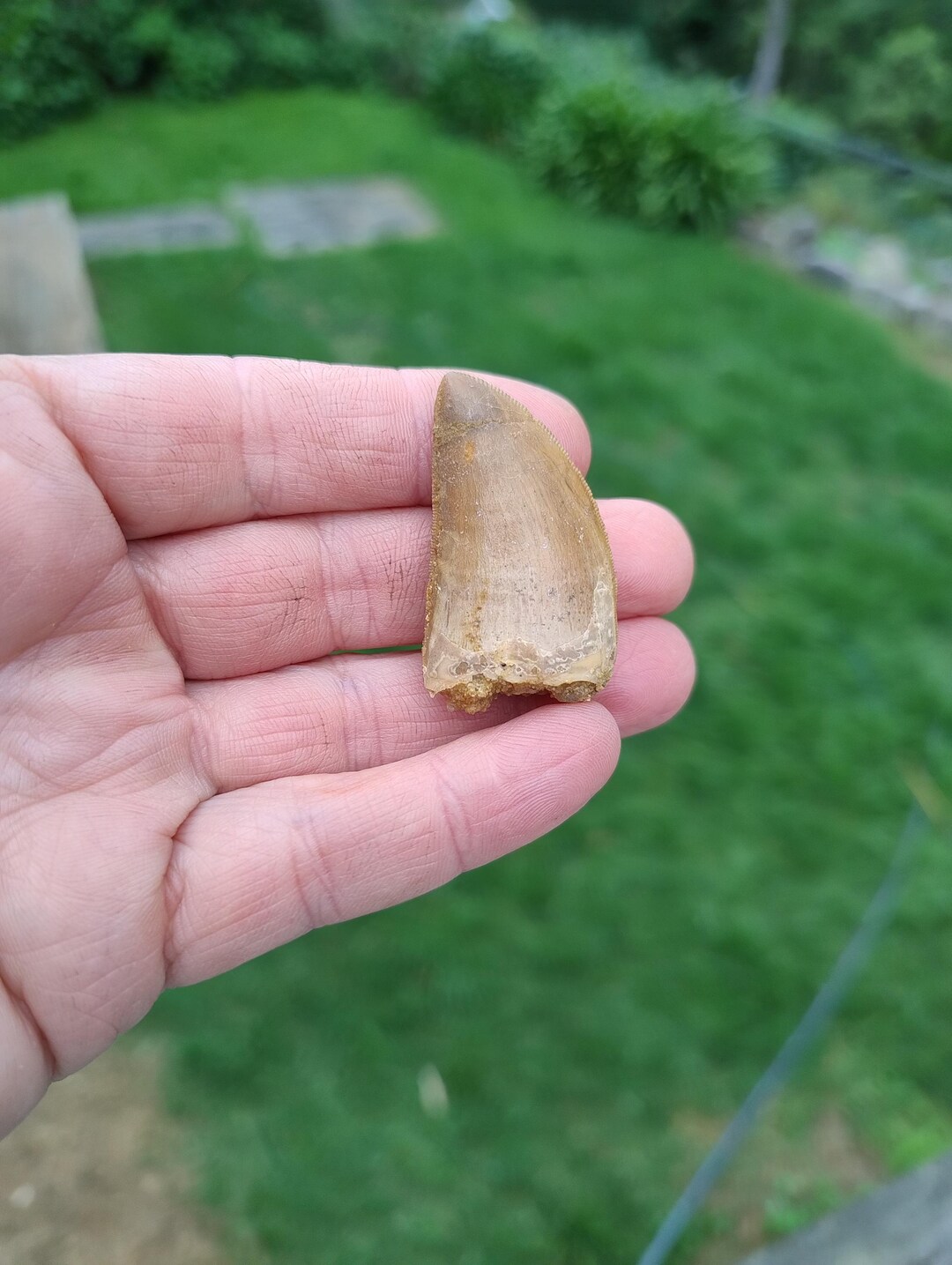 Carcharodontosaurus Dinosaur Tooth Teeth Fossil T REX Nice A+ - Etsy