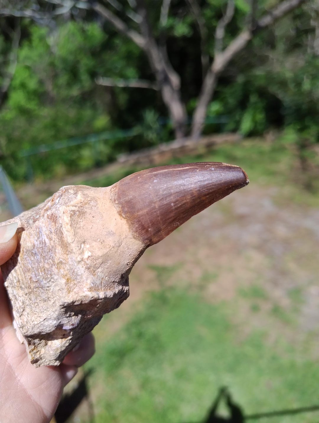 Mosasaur on Matrix Real Teeth Tooth With Root Fossil Dinosaur Jaw - Etsy