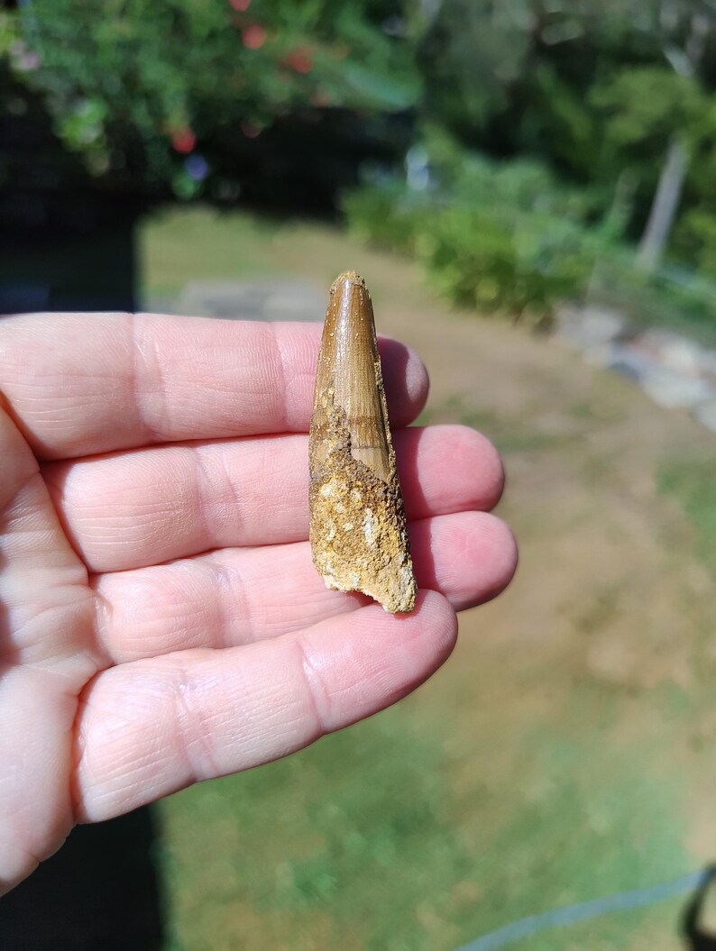 SPINOSAURUS Teeth Tooth DINOSAUR Fossil 1 & 12/16" - 45 Mm - Etsy
