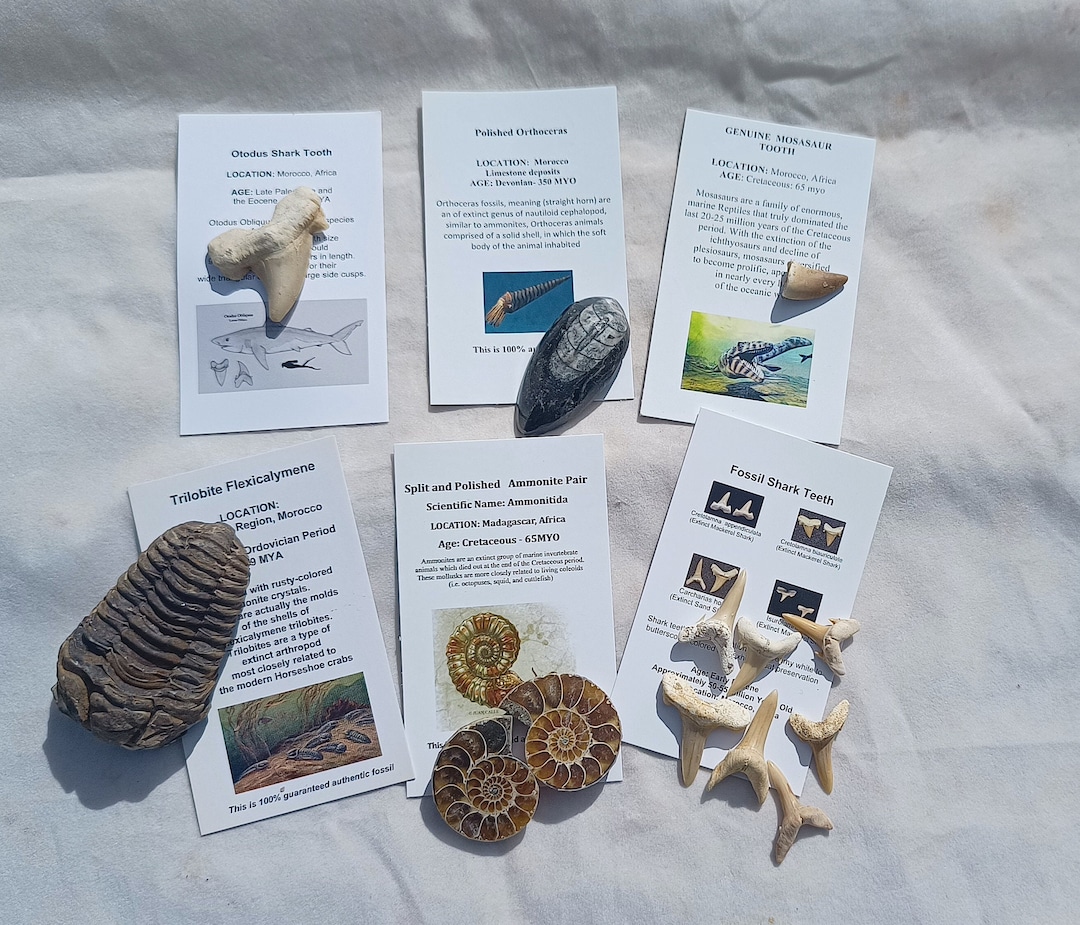 Fossil Gift Box Educational Lot Ammonite,shark Teeth, Mosasaur Dinosaur ...