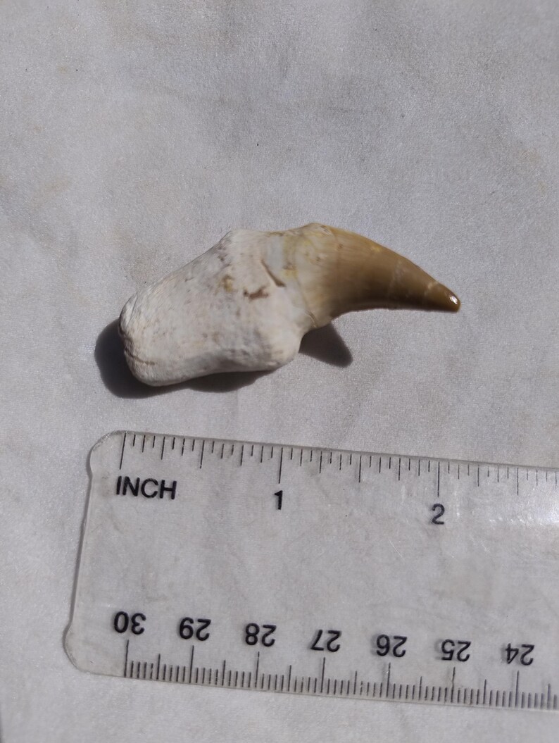 Mosasaur on Matrix Real Teeth Tooth With Root Fossil Dinosaur Jaw A - Etsy