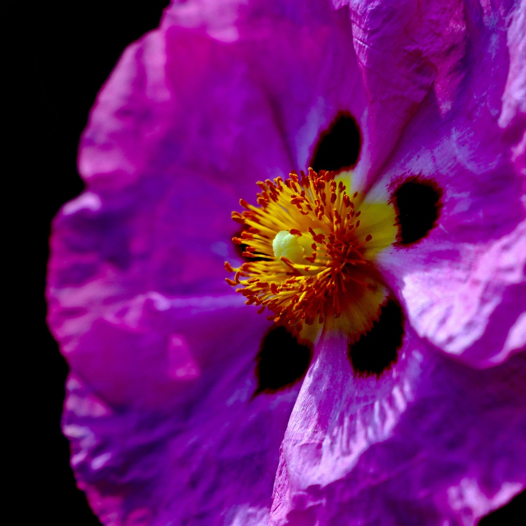 Rock Rose Pink Flower, Metal Wall Art Photo Print - Square - Closeup ...