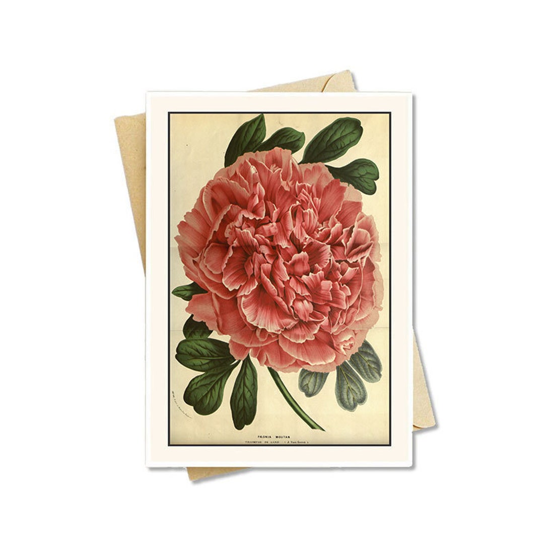 Vintage Note Cards 1850s Botanical Art Set of 8, 12 or 25 - Etsy