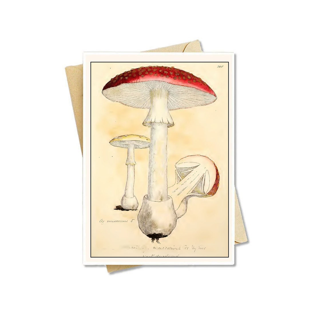 Vintage Note Cards 1850s Botanical Art Set of 8, 12 or 25 - Etsy