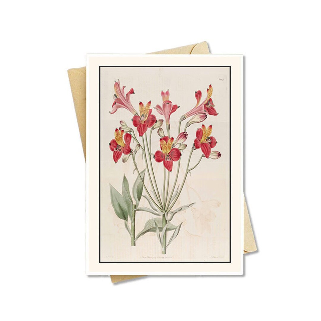 Vintage Note Cards 1850s Botanical Art Set of 8, 12 or 25 - Etsy UK