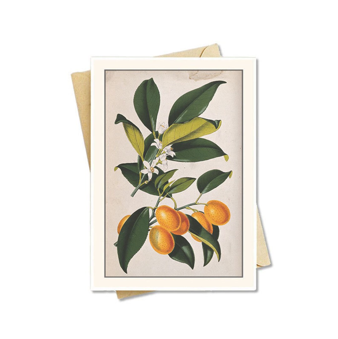 Vintage Note Cards 1850s Botanical Art Set of 8, 12 or 25 - Etsy Israel