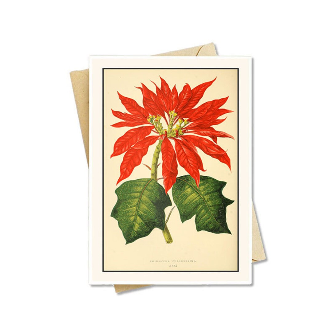 Vintage Note Cards - 1850s Botanical Art - Set of 8, 12 or 25! - Etsy