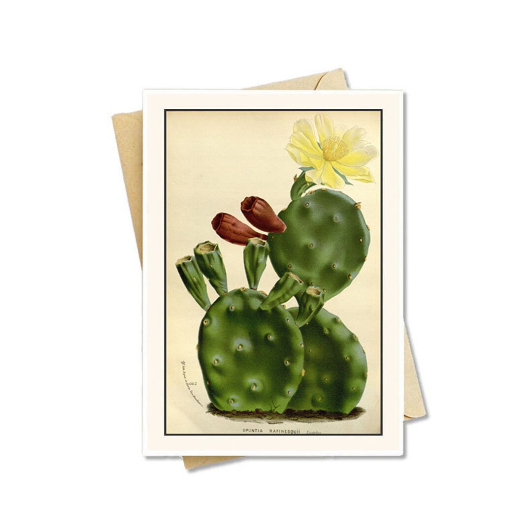 Vintage Note Cards 1850s Botanical Art Set of 8, 12 or 25 - Etsy