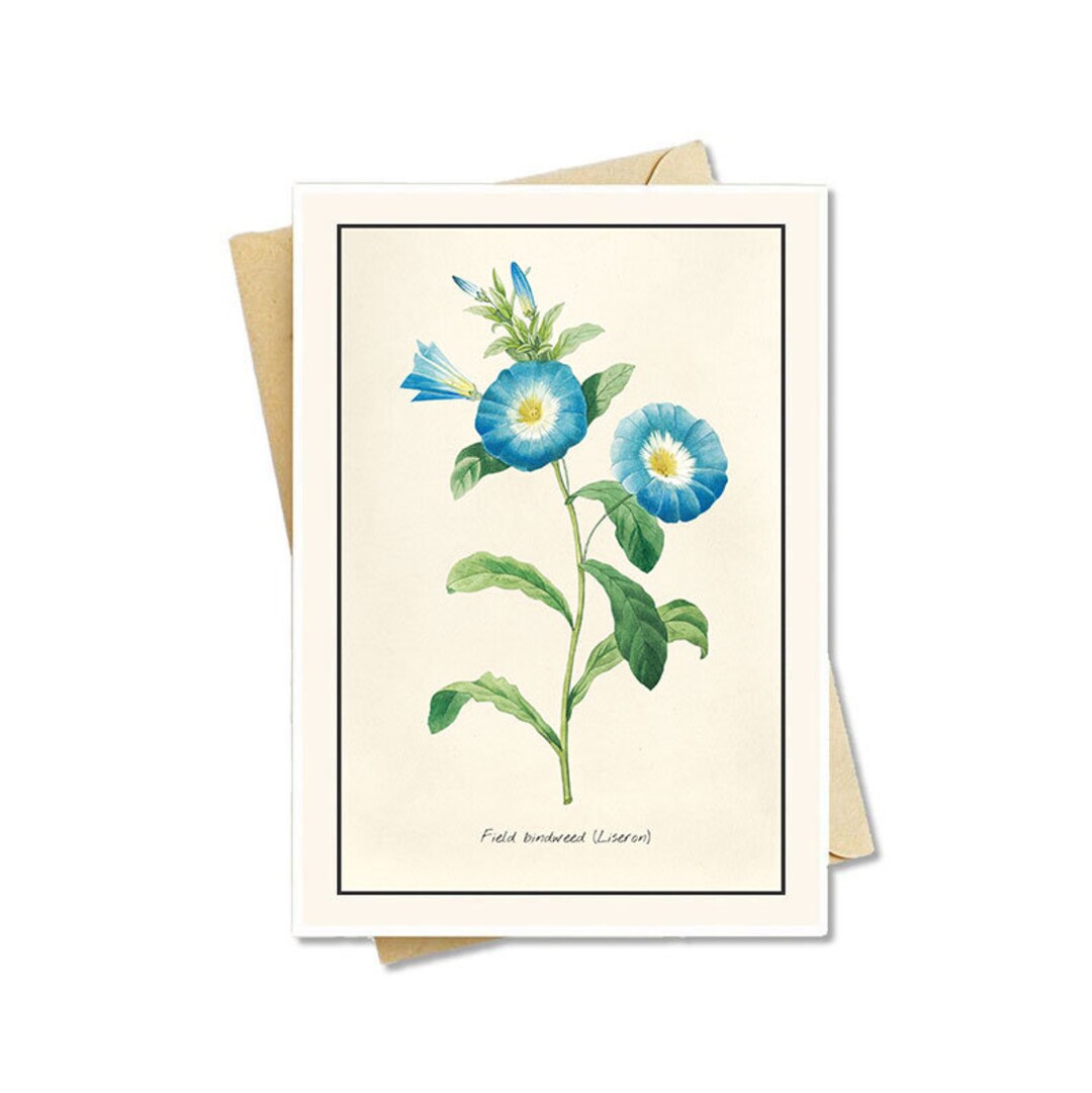 Vintage Note Cards 1850s Botanical Art Set of 8, 12 or 25 - Etsy