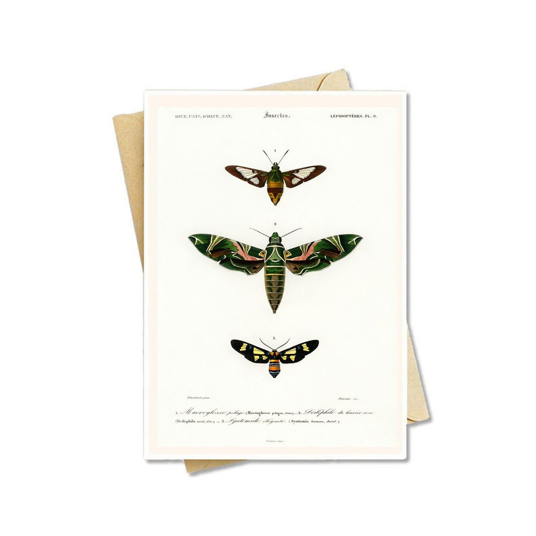 Vintage Note Cards 1850s Botanical Art Set of 8, 12 or 25 - Etsy