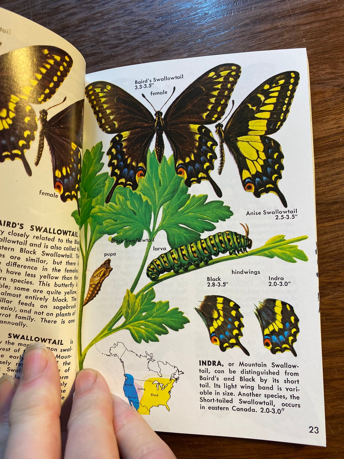 Butterflies and Moths Golden Nature Guide - Common Species Illustrated ...