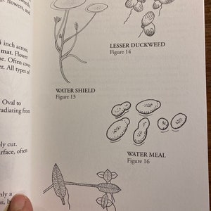 Great Lakes Wetlands A Field Guide - Guide Michigan Region - Walter ...