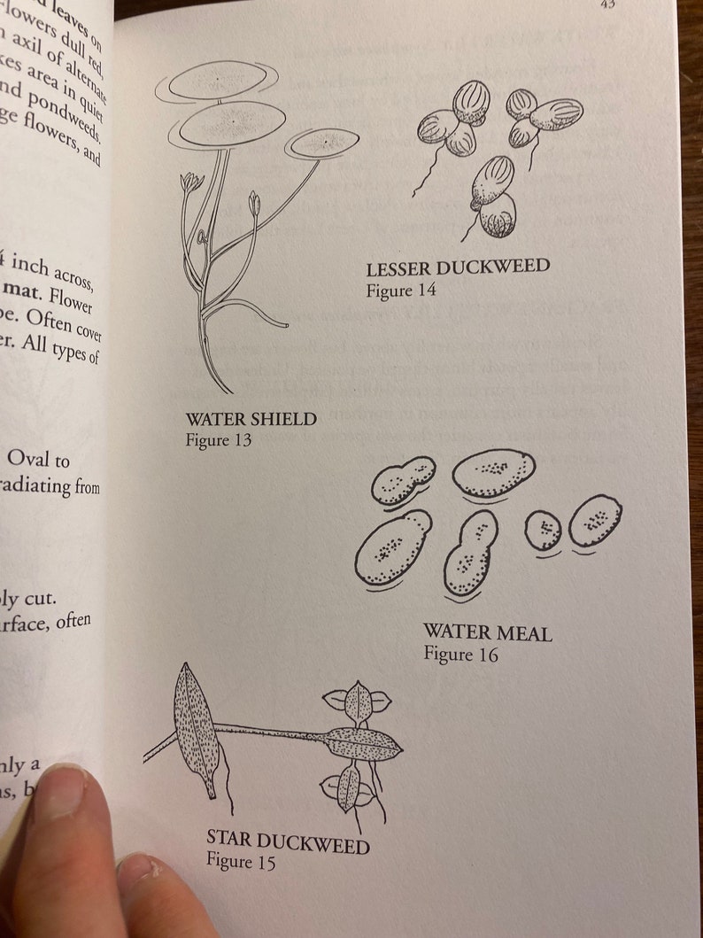 Great Lakes Wetlands A Field Guide - Guide Michigan Region - Walter ...