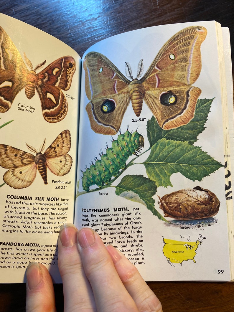 Butterflies and Moths Golden Nature Guide - Common Species Illustrated ...