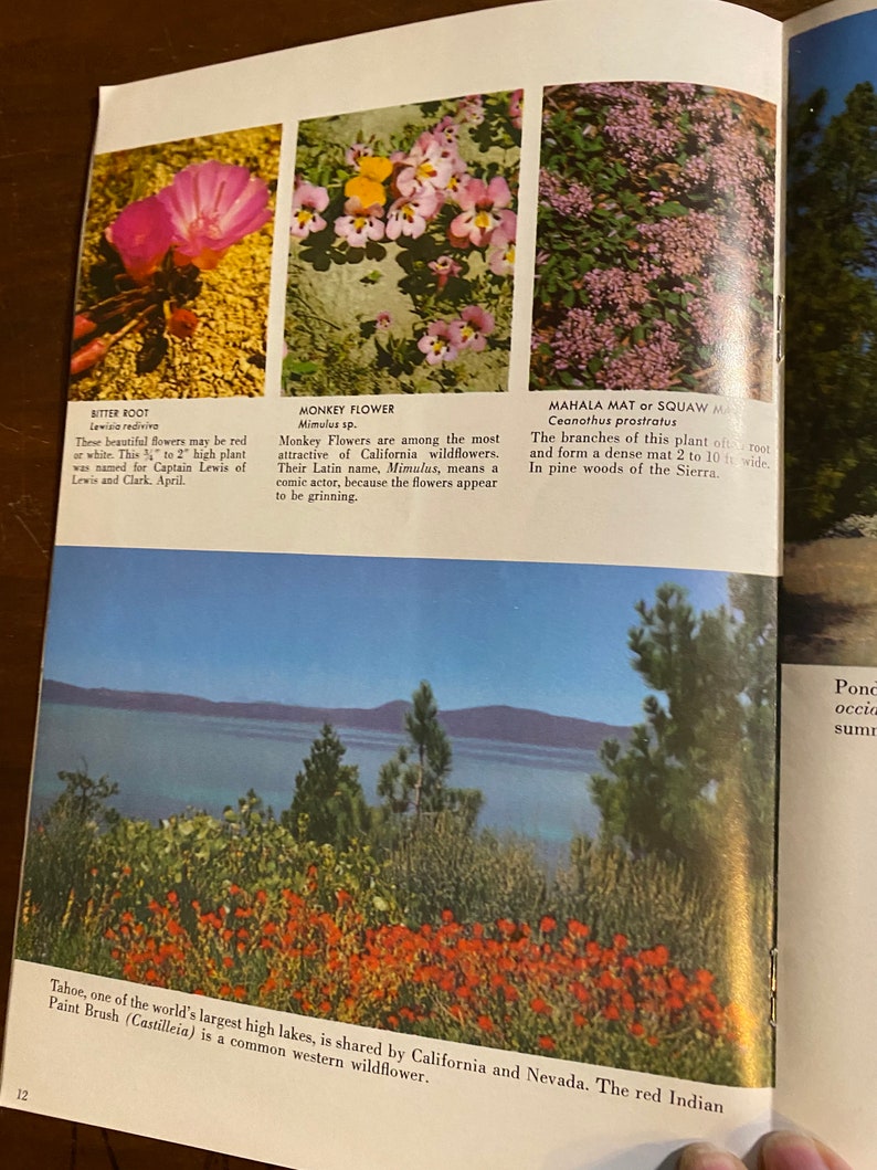 Wild Flowers of the Sierra - Yosemite National Notes V37 No 6 - Park CA ...