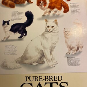 The Cat Wall Chart Looking at Nature 50 Cat Pictures - Etsy