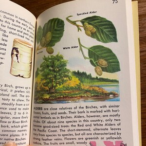 Golden Nature Guide Familiar American Trees Alexander Martin - Etsy