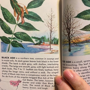 Golden Nature Guide Familiar American Trees Alexander Martin - Etsy