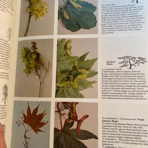 Trees in Britain Europe and North America - Guide - Roger Phillips ...