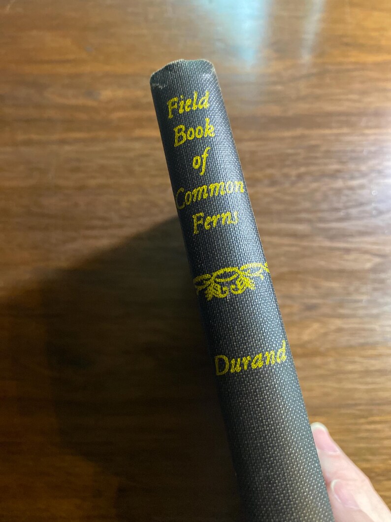 Field Guide to Common Ferns Eastern America / United States - Herbert ...